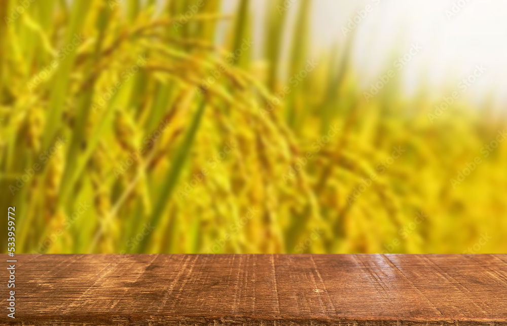 Wooden table top on blur rice field background in daytime.Harvest rice ...