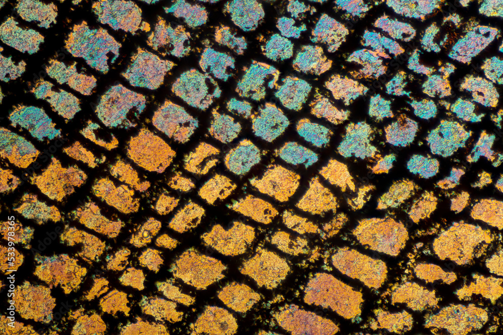 Cross-section of Coal photographed through the microscope in polarized ...