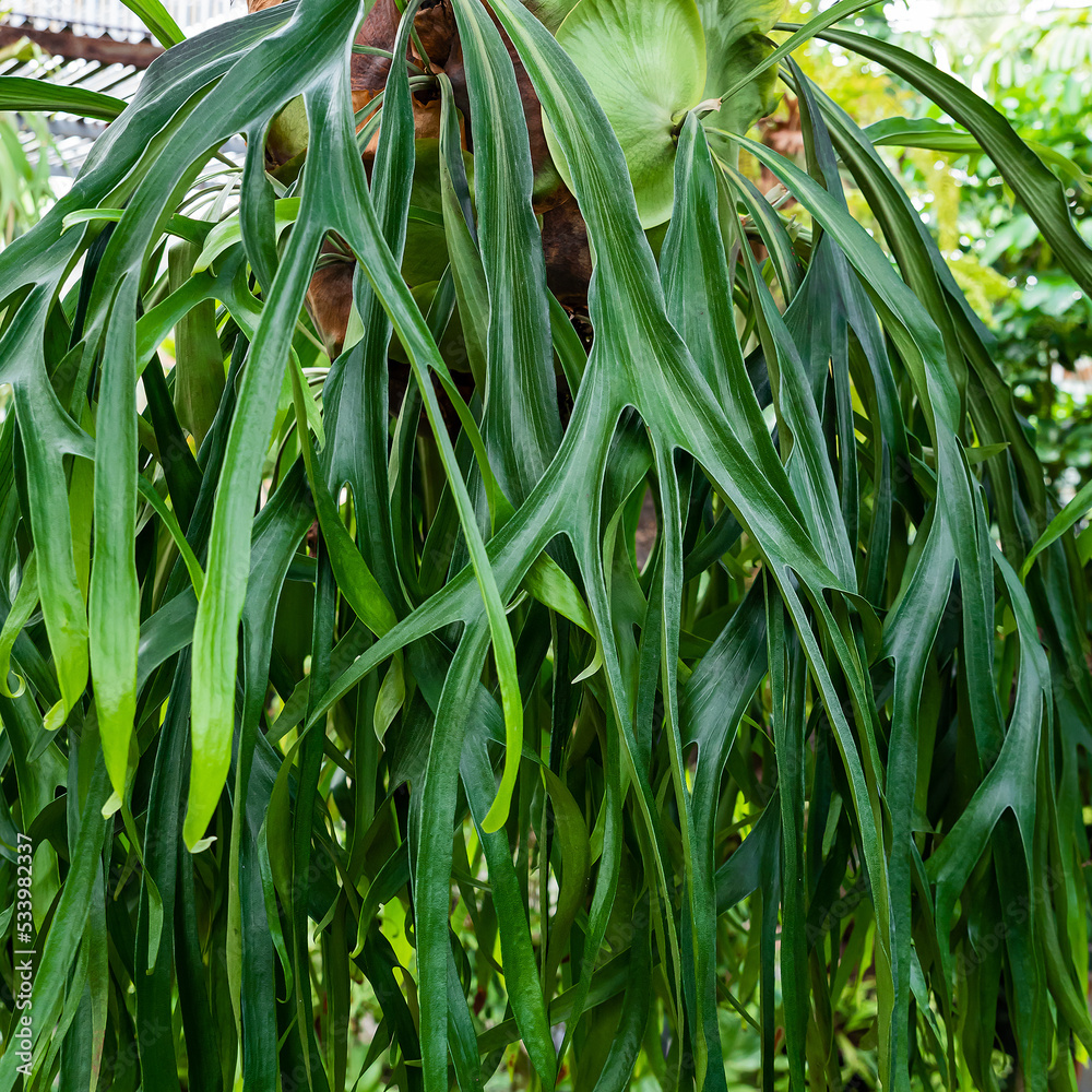 Platycerium superbum (commonly known as the staghorn fern, is a ...