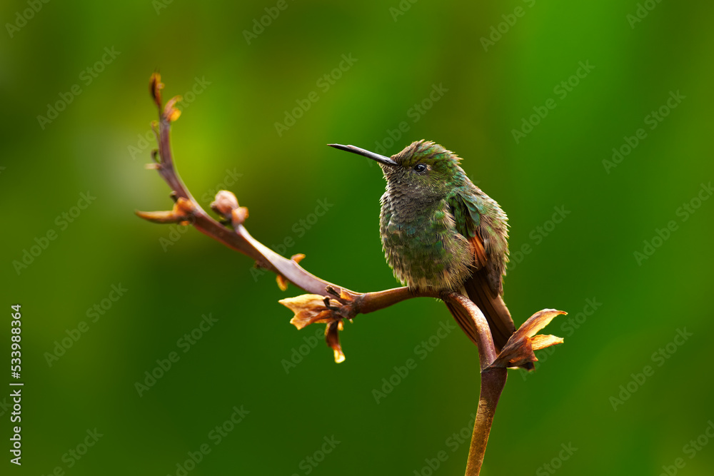 Hidden bird in green vegetation. Stripe-tailed Hummingbird, Eupherusa ...