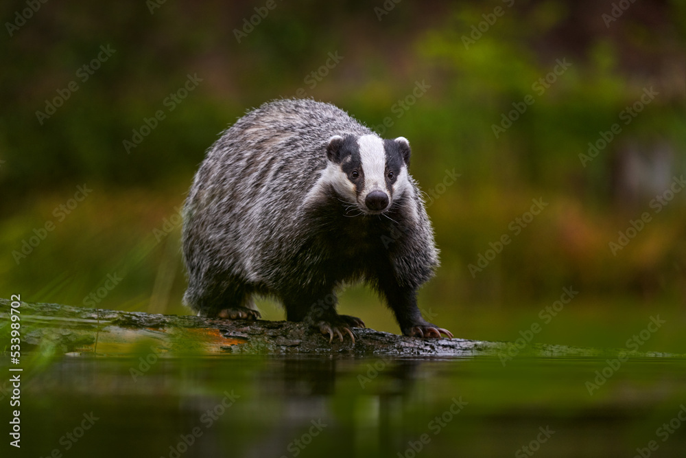 Badger in wood, animal in nature habitat, Germany, Europe. Wild Badger ...