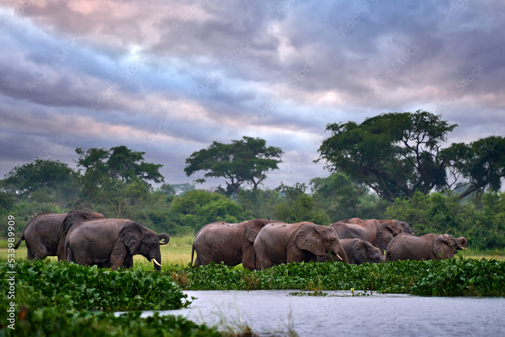 Uganda wildlife, Africa. Elephant in rain, Victoria Nile delta ...