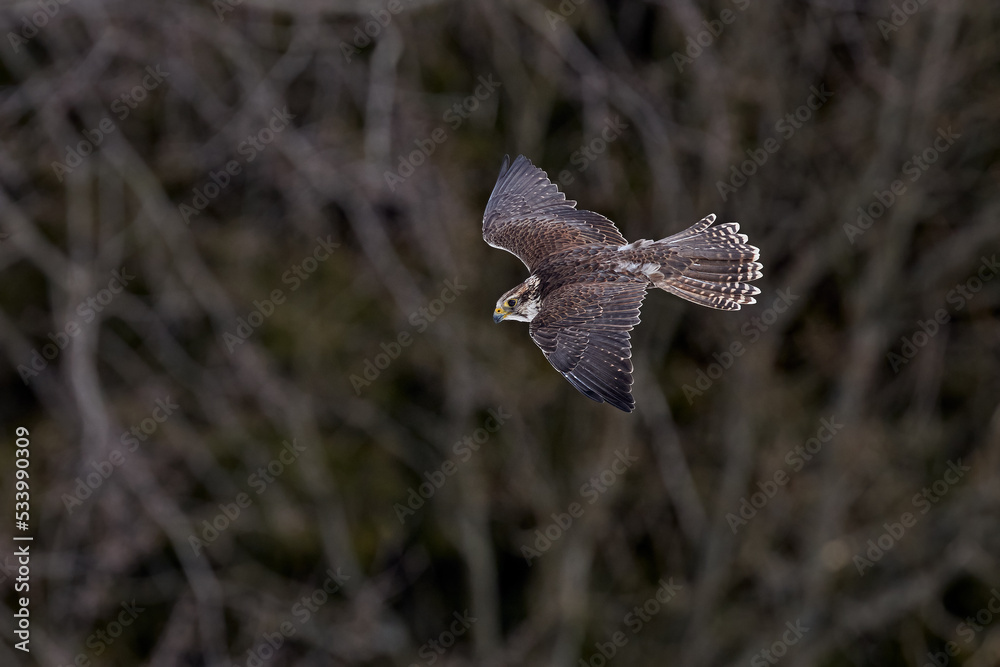 Falcon flight. Gyrfalcon, Falco rusticolus, bird of prey fly. Flying ...