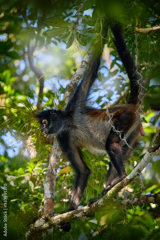 Belize nature. Spider monkey on palm tree. Green wildlife of Belize ...