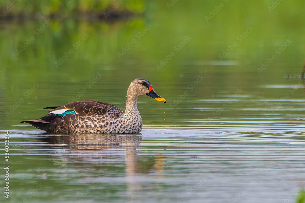 The Indian spot-billed duck is a large dabbling duck that is a non ...