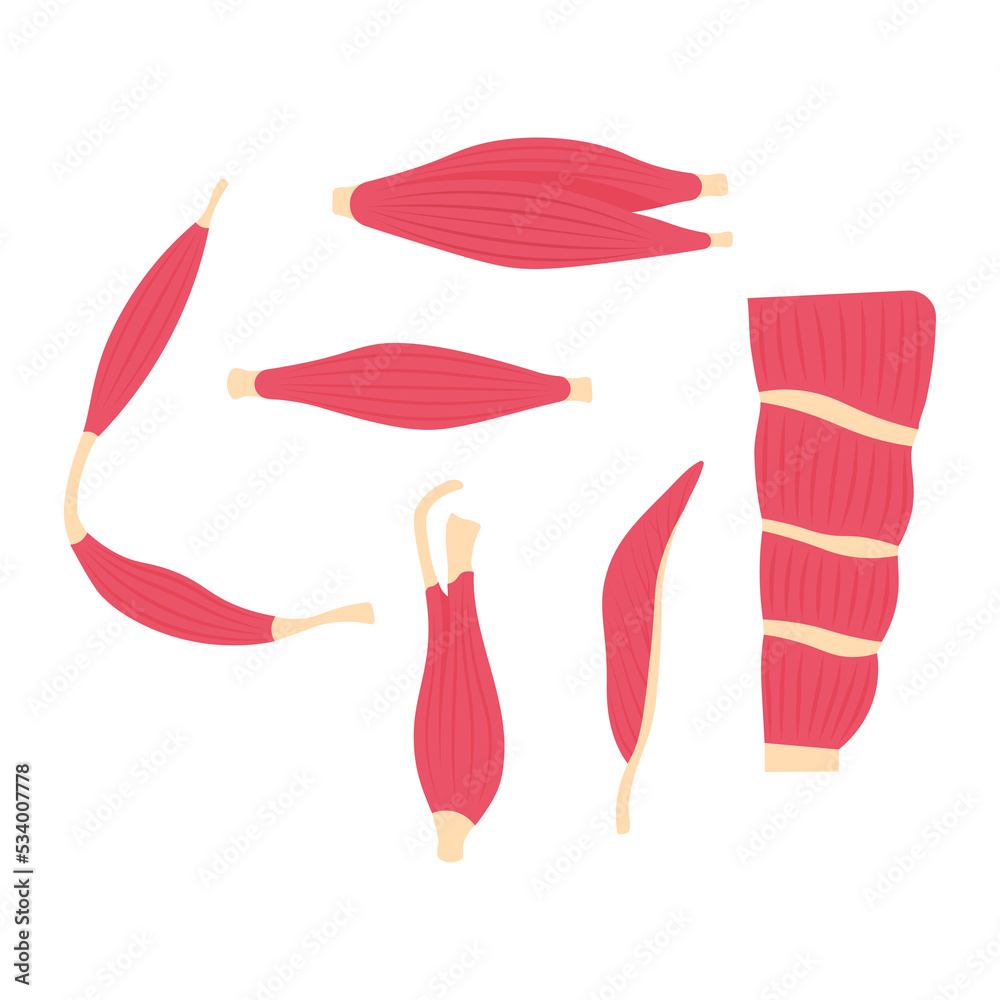 Set Section of muscle. Muscle flat symbol set. Collection of muscle and ...