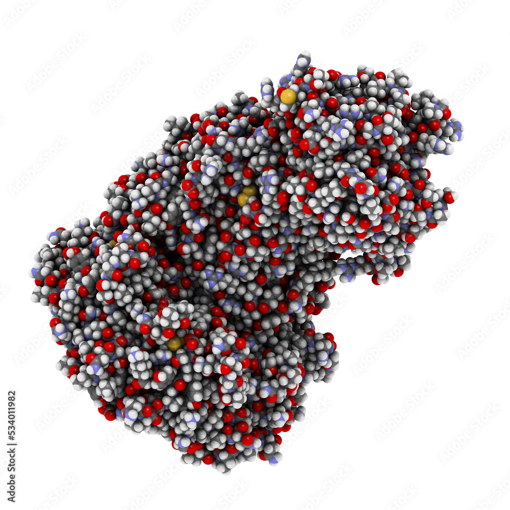 Thyphoid toxin protein. Toxin produced by Salmonella typhi, responsible ...