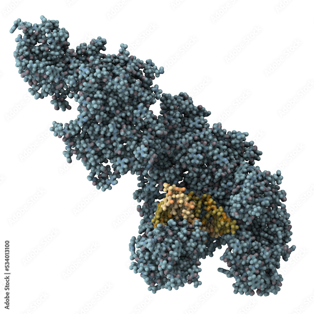 Taq polymerase PCR enzyme: a heat-stable DNA polymerase protein that is ...