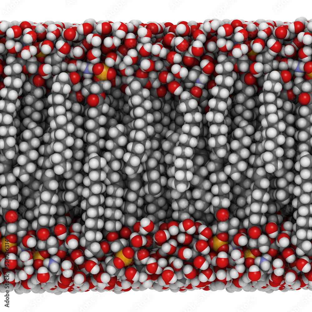 Palmitoyloleoylphosphatidylethanolamine (POPE) lipid bilayer, molecular ...
