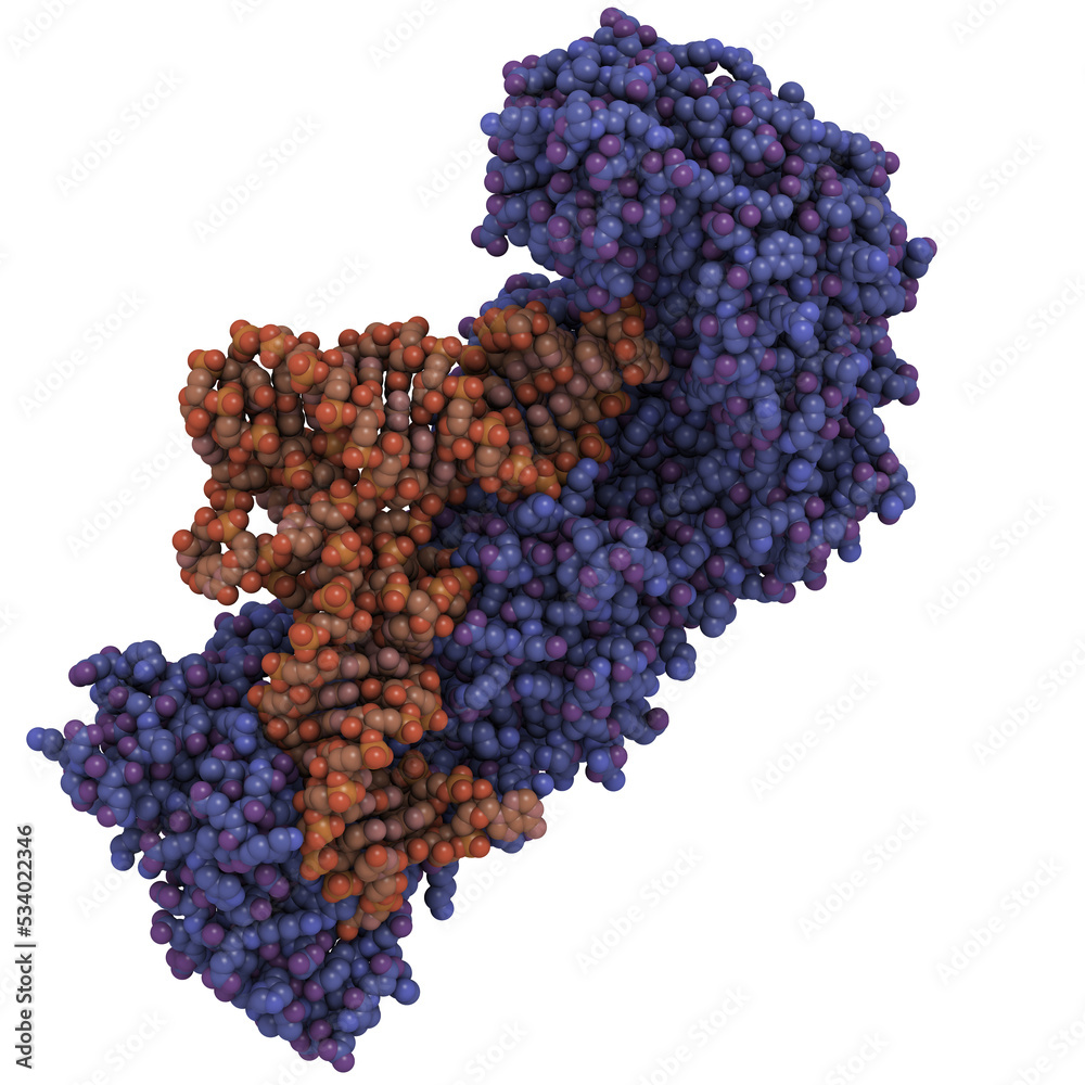 Aminoacyl-tRNA synthetase (aaRS, blue shaded) bound to transfer RNA ... Aminoacyl-tRNA synthetase (aaRS, blue shaded) bound to transfer RNA ...
