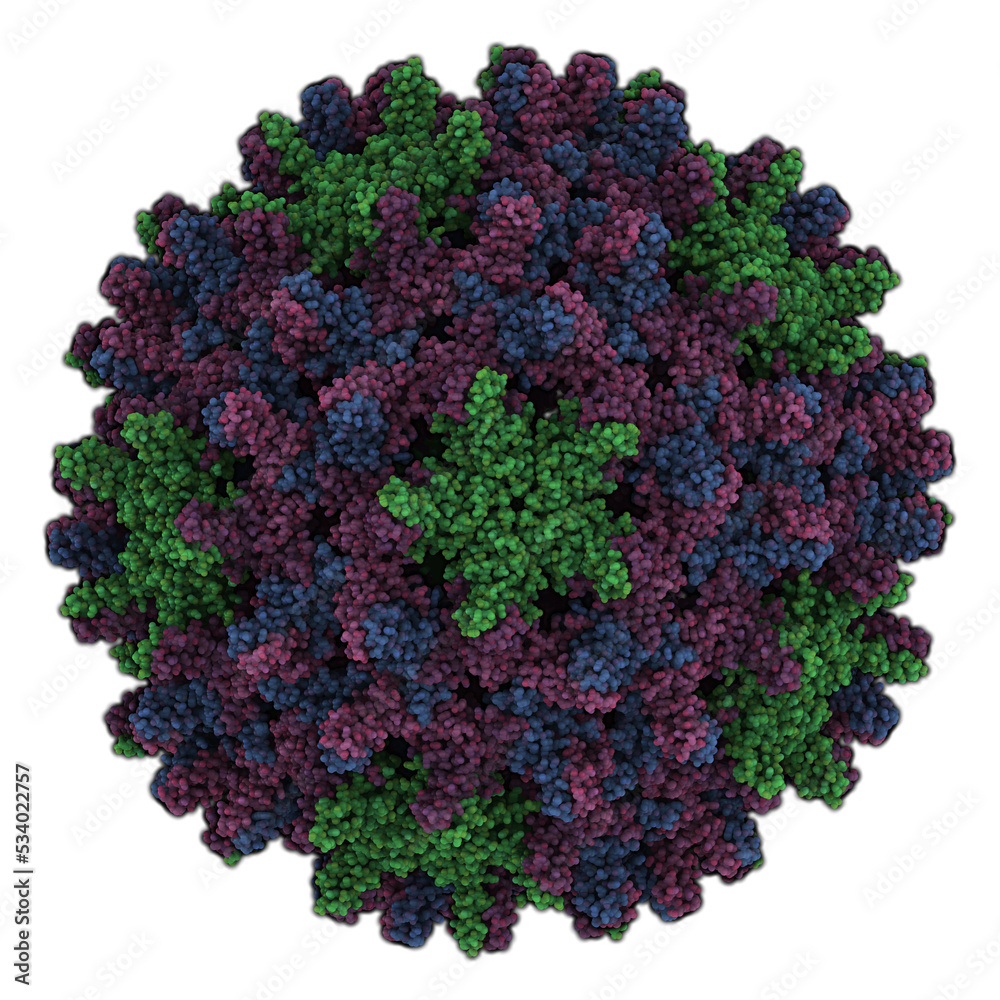 Human hepatitis B virus (HBV) capsid. HBV causes hepatitis B, an ...