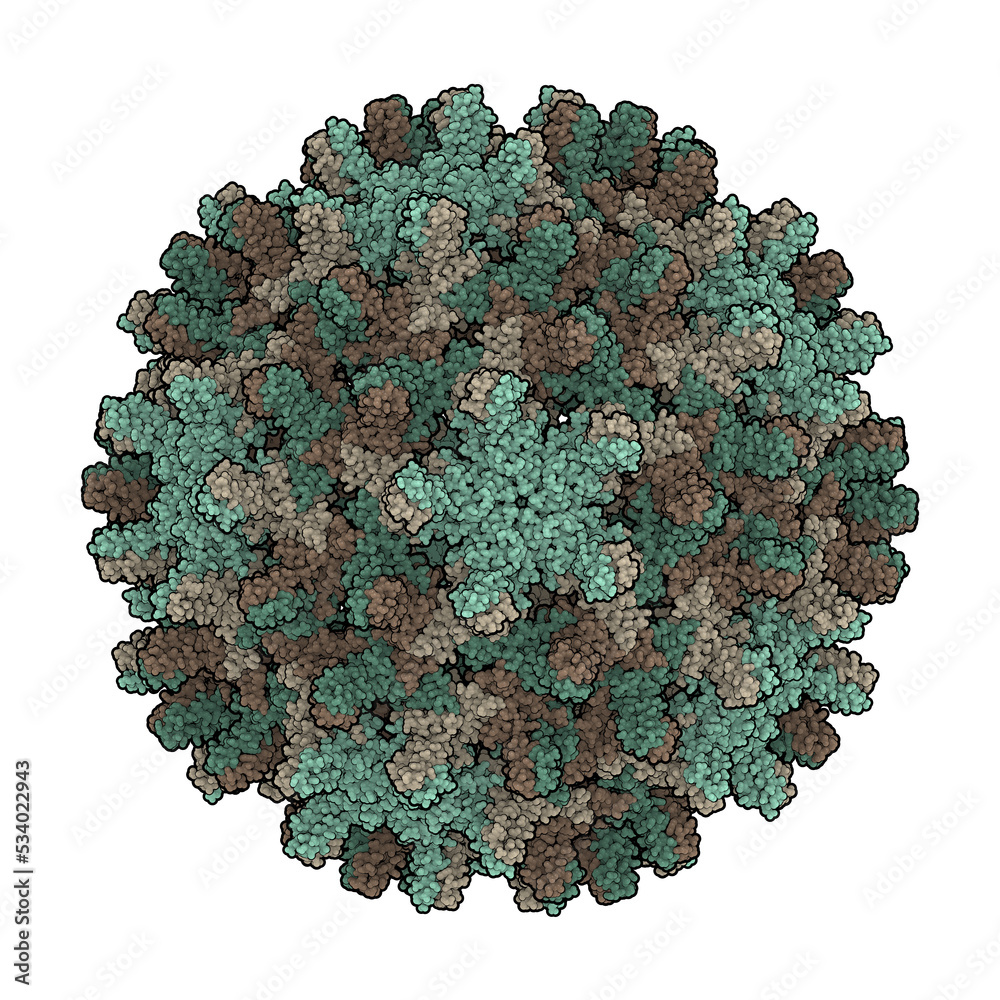 Human hepatitis B virus (HBV) capsid. HBV causes hepatitis B, an ...
