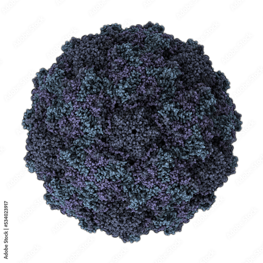Human rhinovirus (serotype 2); Causative agent of common cold (sore ...