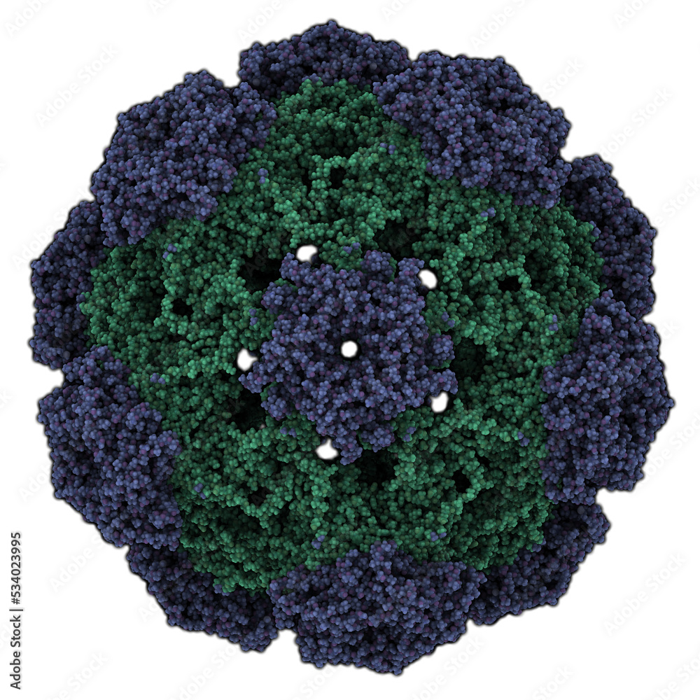 Human papillomavirus (HPV) 16. HPV causes skin and genital warts and a ...