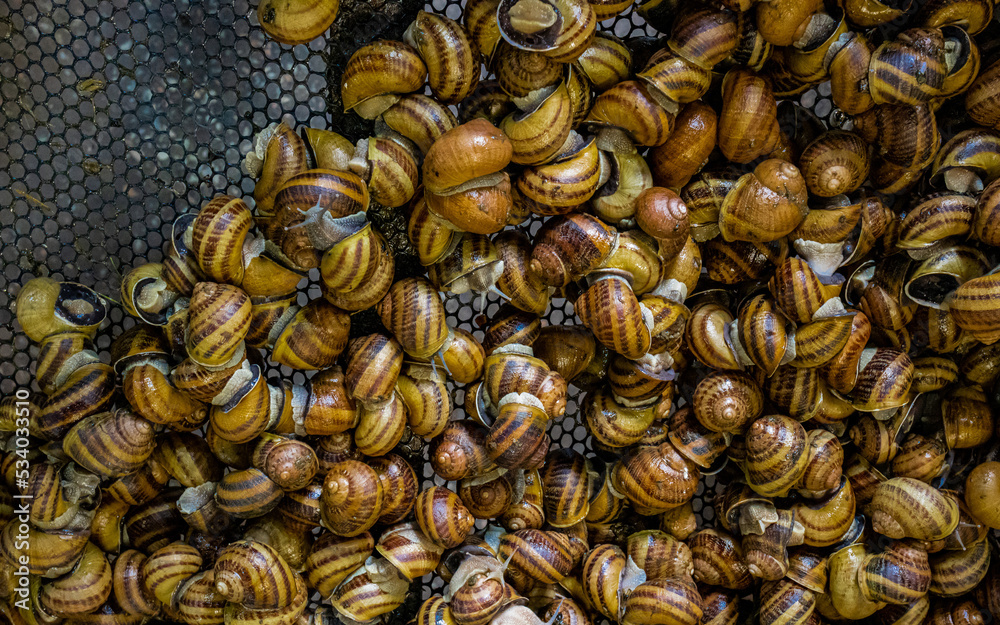 Fotografia do Stock: Snail farm Helix Aspersa Muller, Maxima snail ...