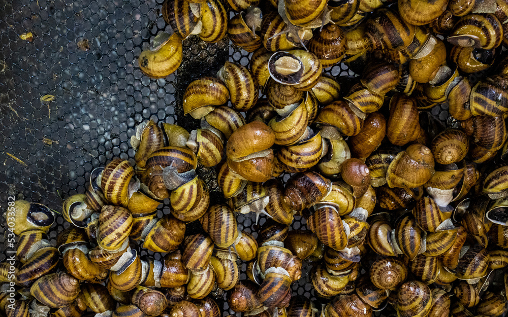 Snail organic farming, restaurant delicacy. Cultivation of edible snail ...
