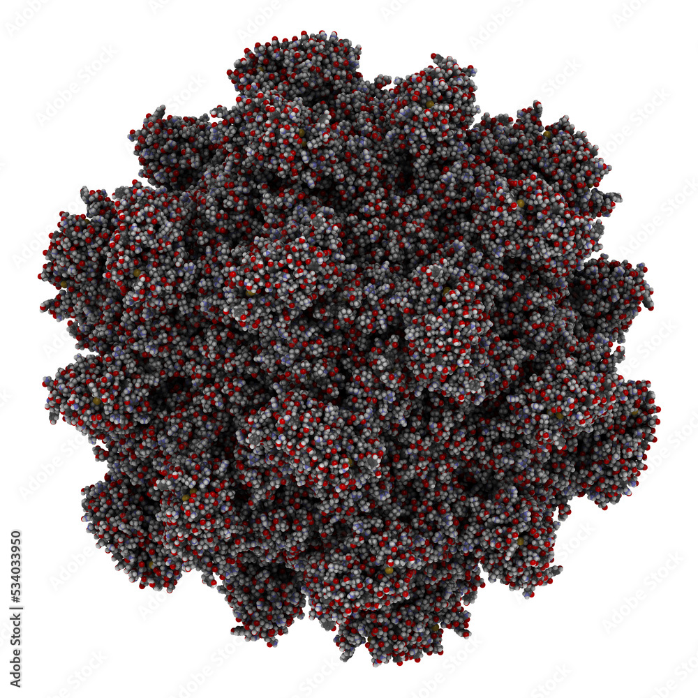 Hepatitis E virus capsid structure. HEV infection causes viral ...