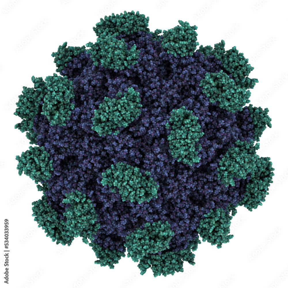 Hepatitis E virus capsid structure. HEV infection causes viral ...