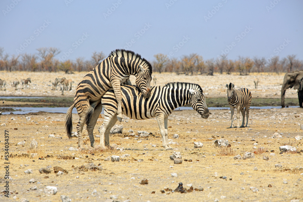 Zebras Mating - while another zebra and an elephant watch in Etosha National Park, Namibia Stock ...