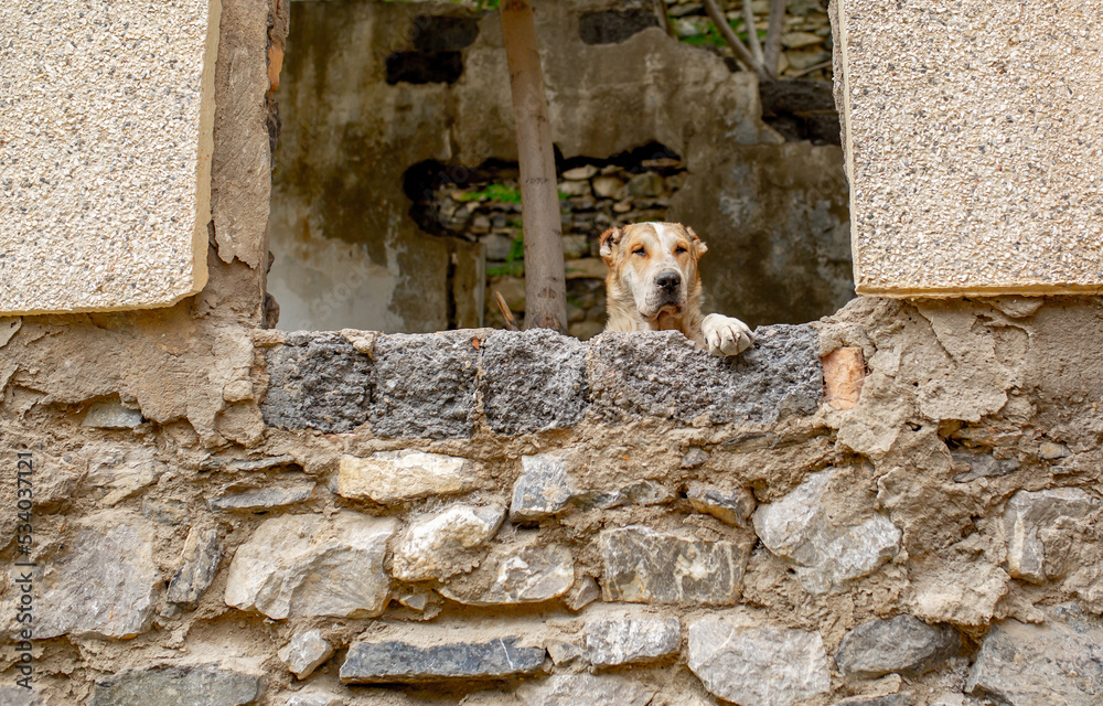 Abandoned animals on the streets of a ruined city, stray dogs near ...