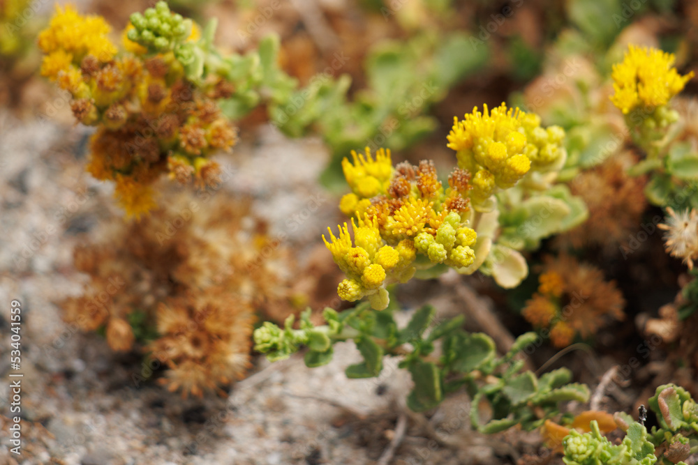 Yellow flowering terminal indeterminate racemose discoid head ...