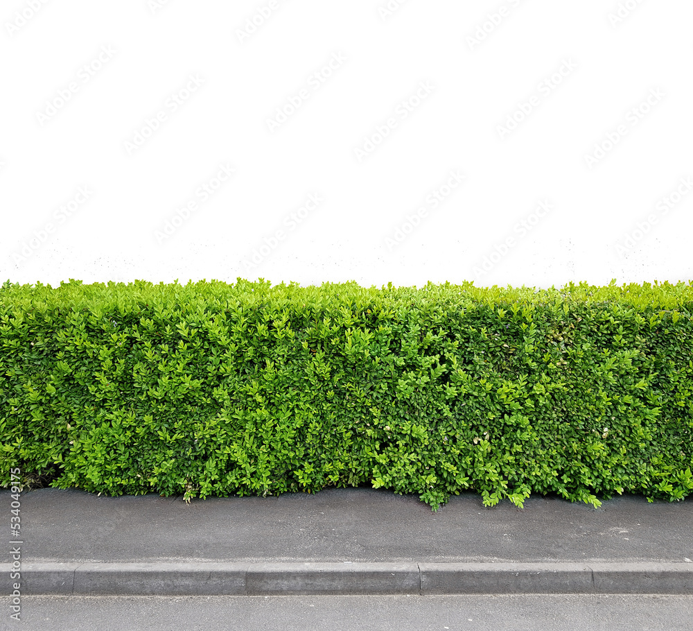 decorative trimmed bush as sidewalk element isolated on transparent ...