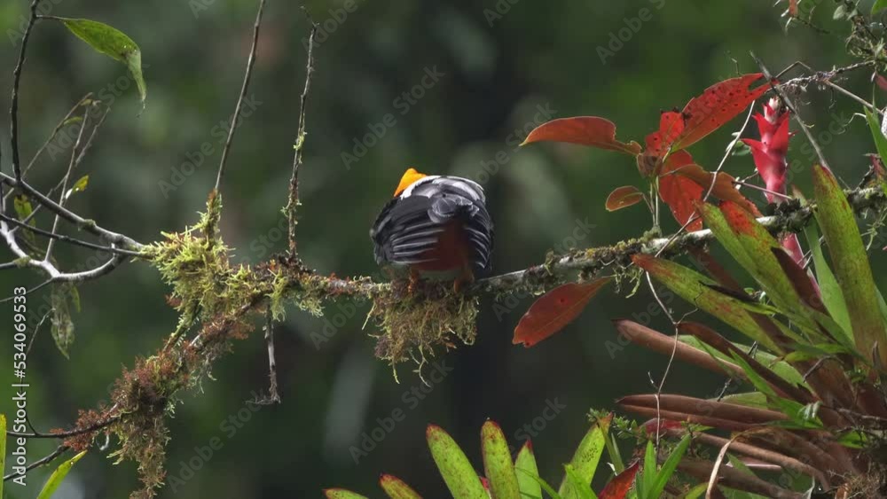 Andean cock-of-the-rock (Rupicola peruvianus), also tunki (Quechua ...
