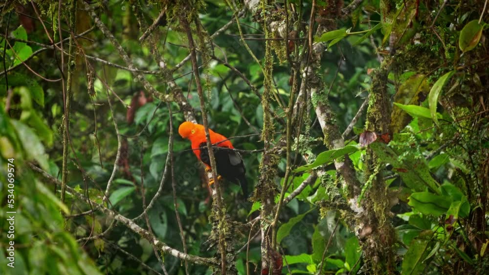 Andean cock-of-the-rock (Rupicola peruvianus), also tunki (Quechua ...