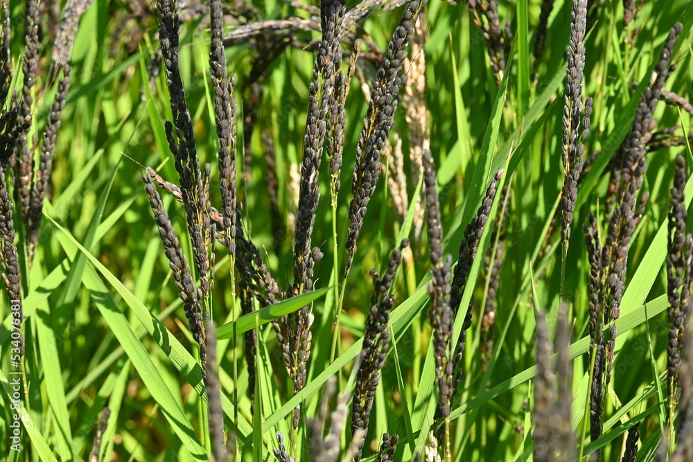 Acient rice varieties cultivation. (called Kodaimai in Japan ...