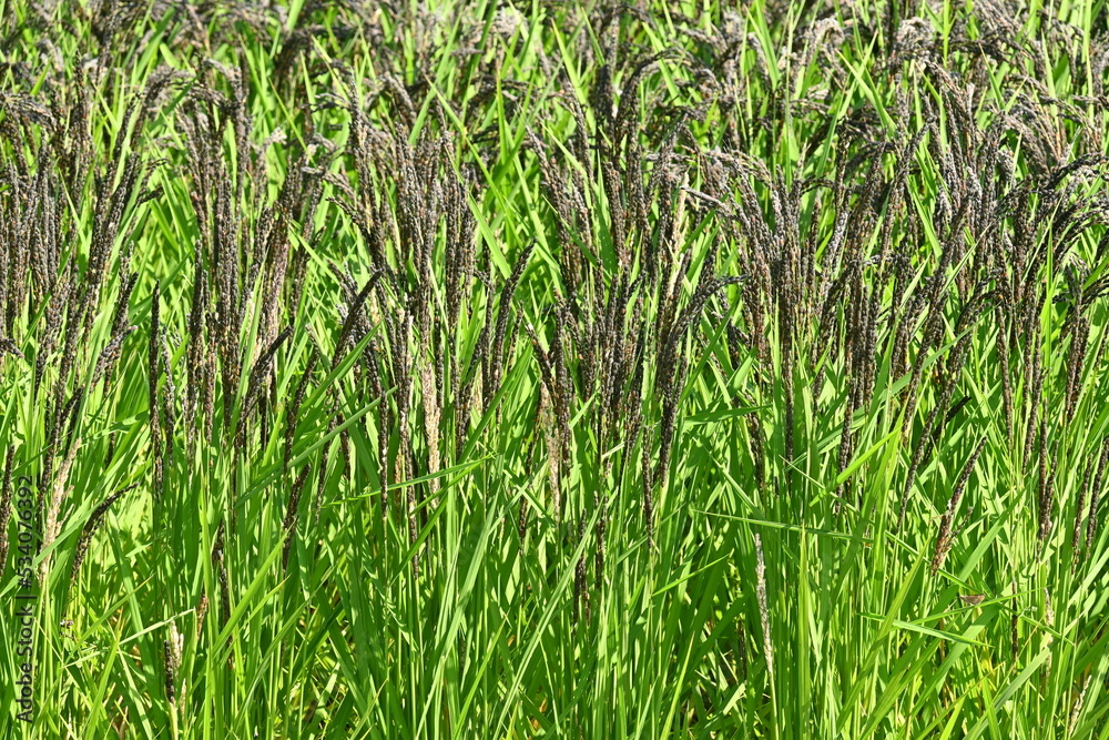 Acient rice varieties cultivation. (called Kodaimai in Japan ...