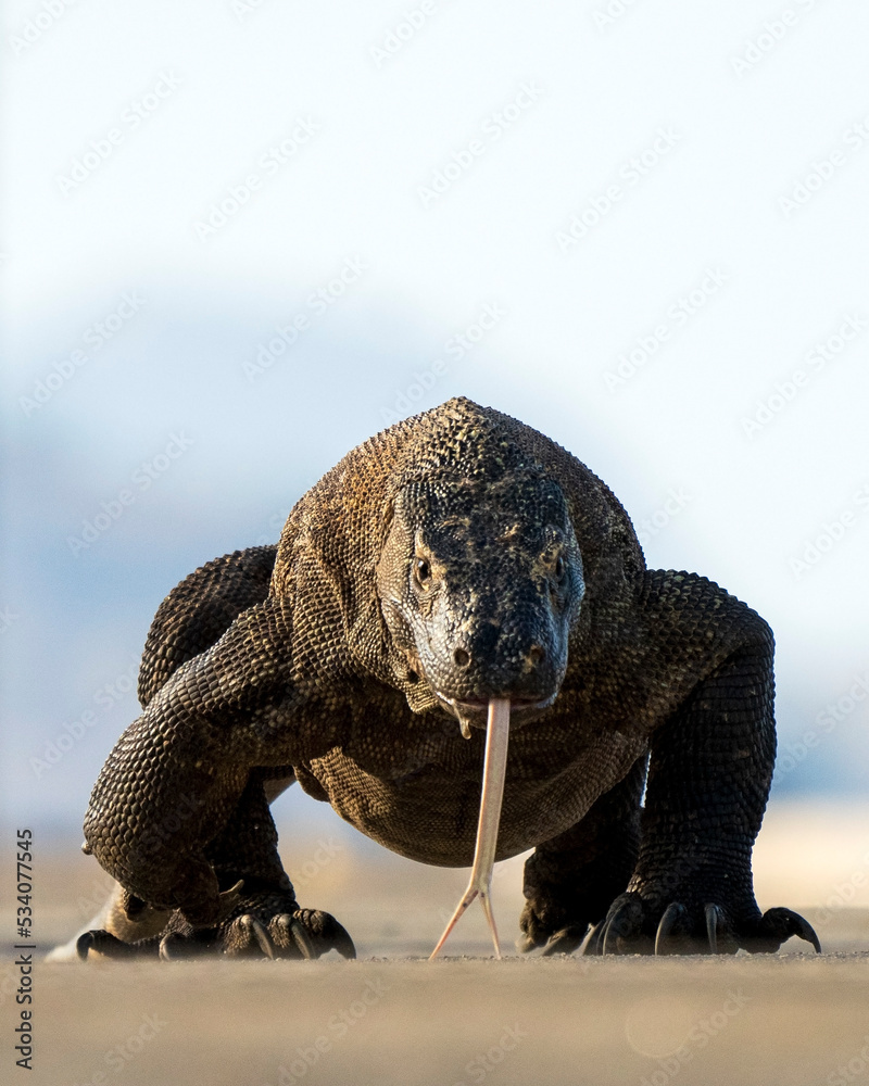 Komodo dragon (Varanus komodoensis) on Komodo Island of Indonesian ...