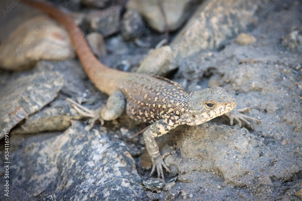 central bearded dragon (Pogona vitticeps), also known as the inland ...
