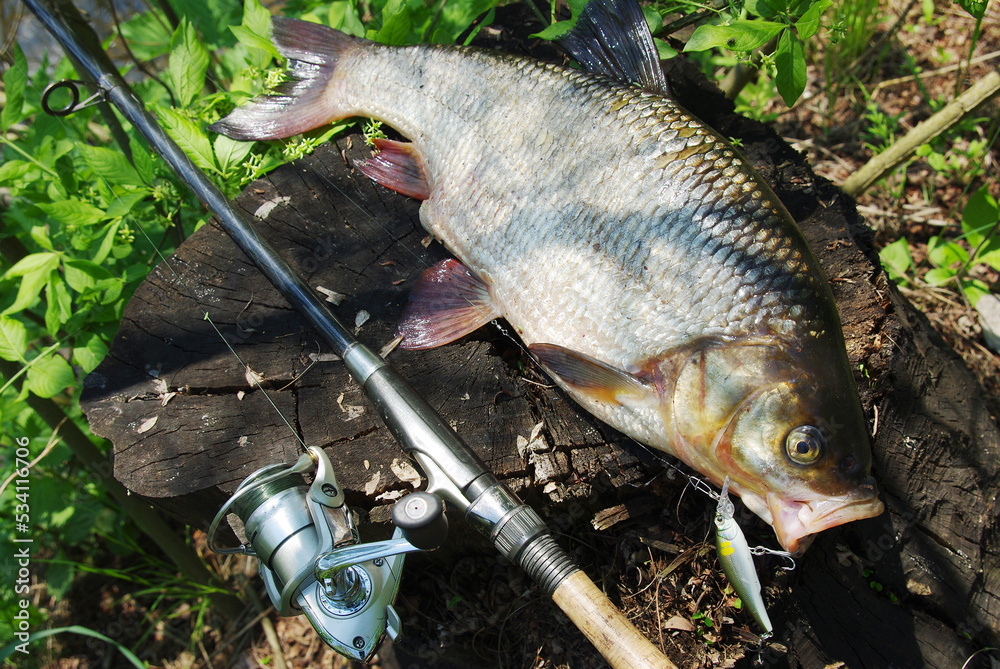 Asp fish lying on a tree stump next to a spinning rod and bait. Stock ...