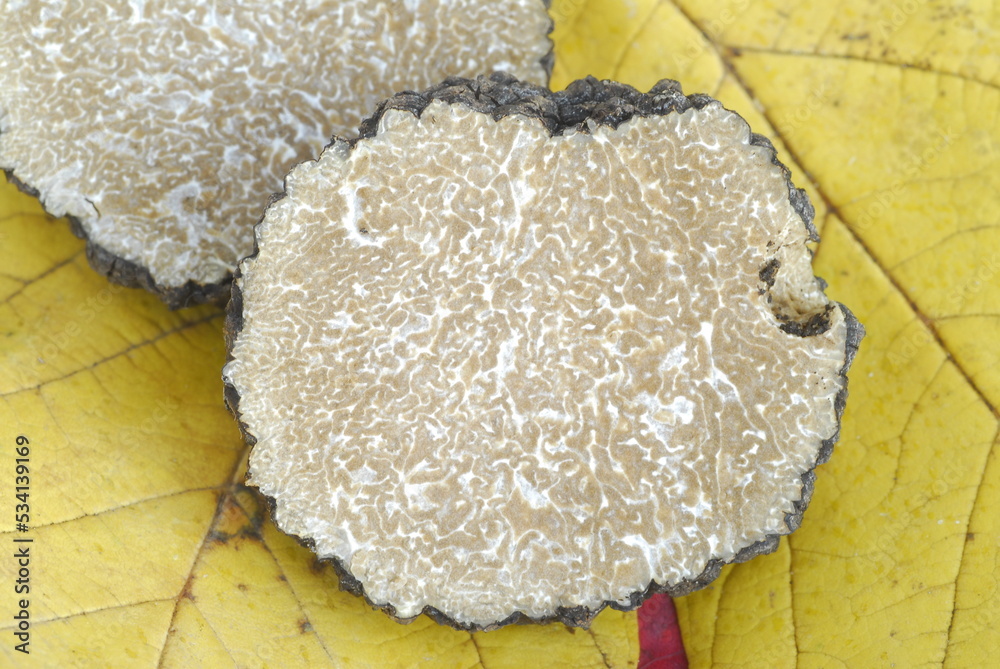Cross section of a winter truffle Tuber spp. Stock Photo | Adobe Stock