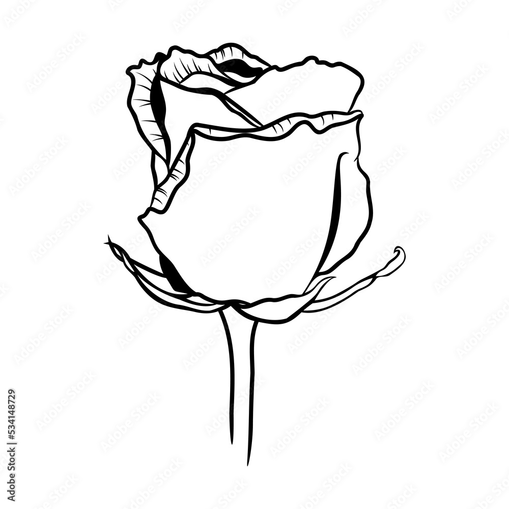 Hand drawn black rose isolated on white background. Outline blooming ...