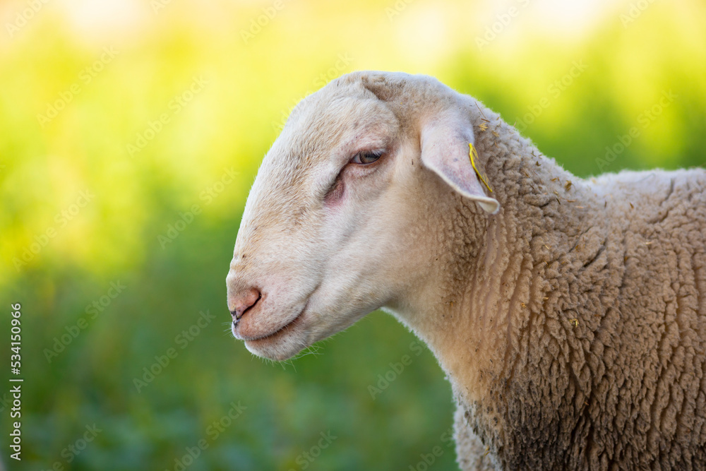 Retrato de perfil (mirando de perfil) de un joven carnero blanco con ...