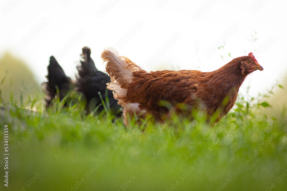 Gallina libre comiendo hierba en el campo (ave de corral, huevos) Stock ...