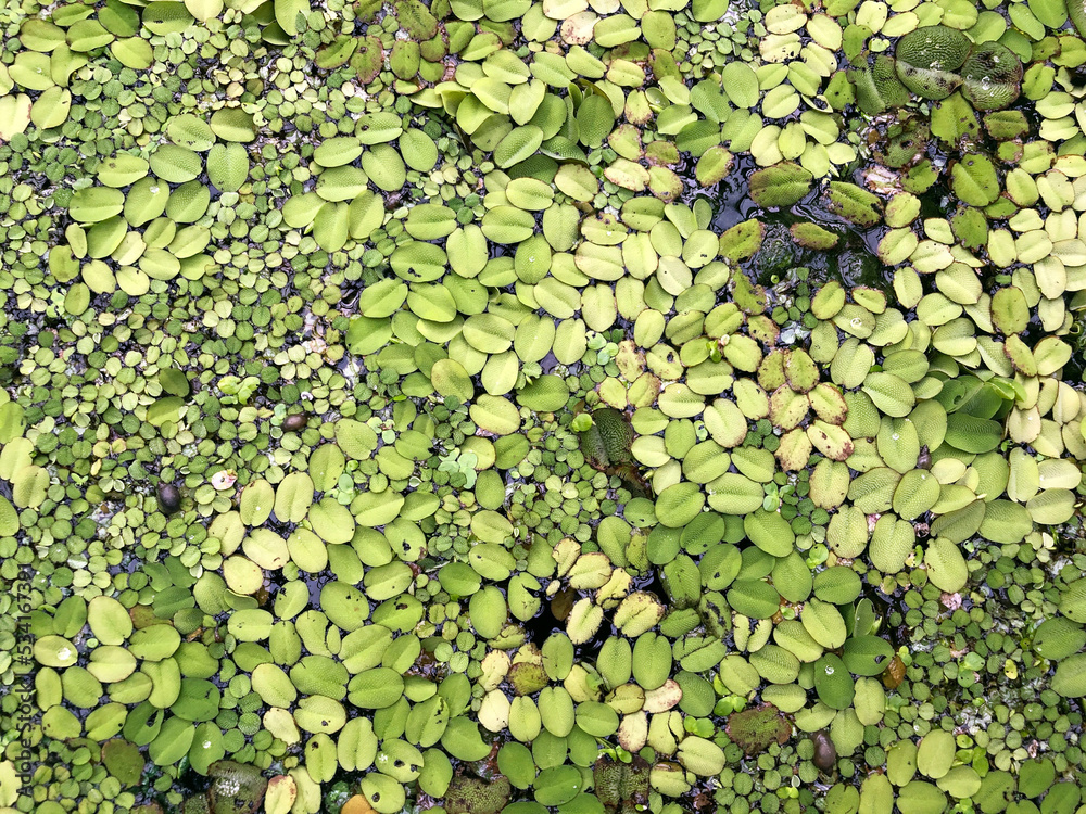 Beautiful background with aquatic green plants. green leaves and water ...
