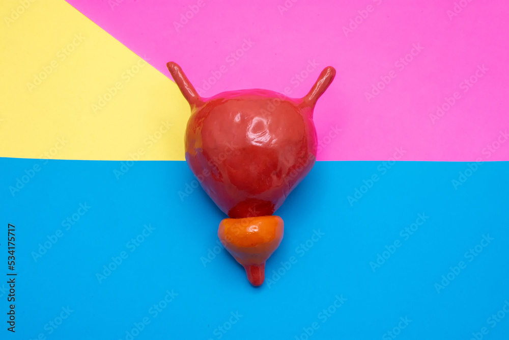Plastic anatomical model of human urine bladder with prostate gland in ...