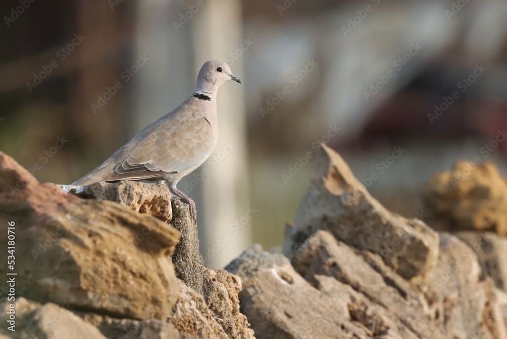 Ring necked dove bird standing on stone. Cape turtle dove. Half ...