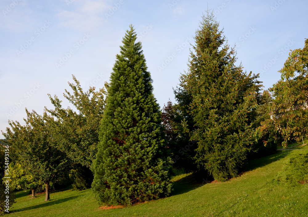 A smaller version of the impressive species that nonetheless can grow ...