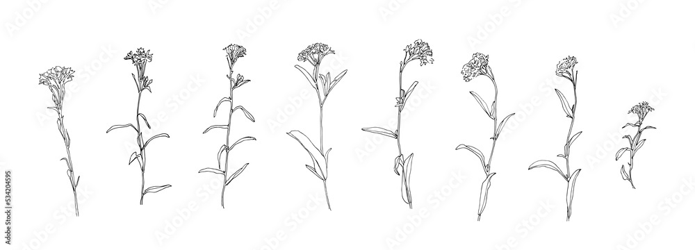 Hand drawn flower collection. Set of yarrow outlines. Black plants ...