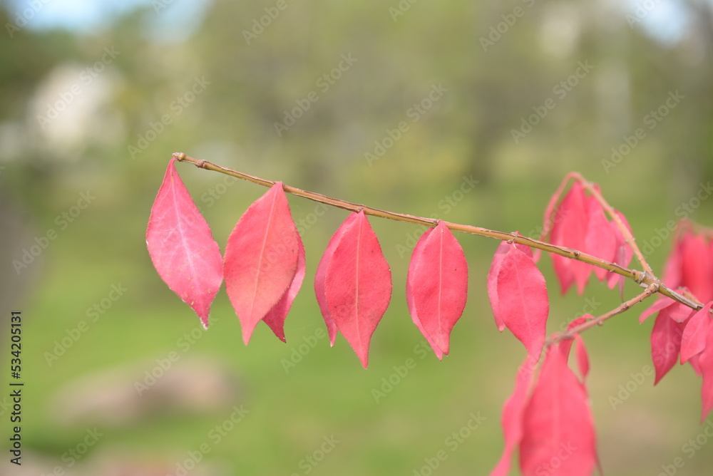 bright red autumn leaves of an ornamental shrub Euonymus alatus ...