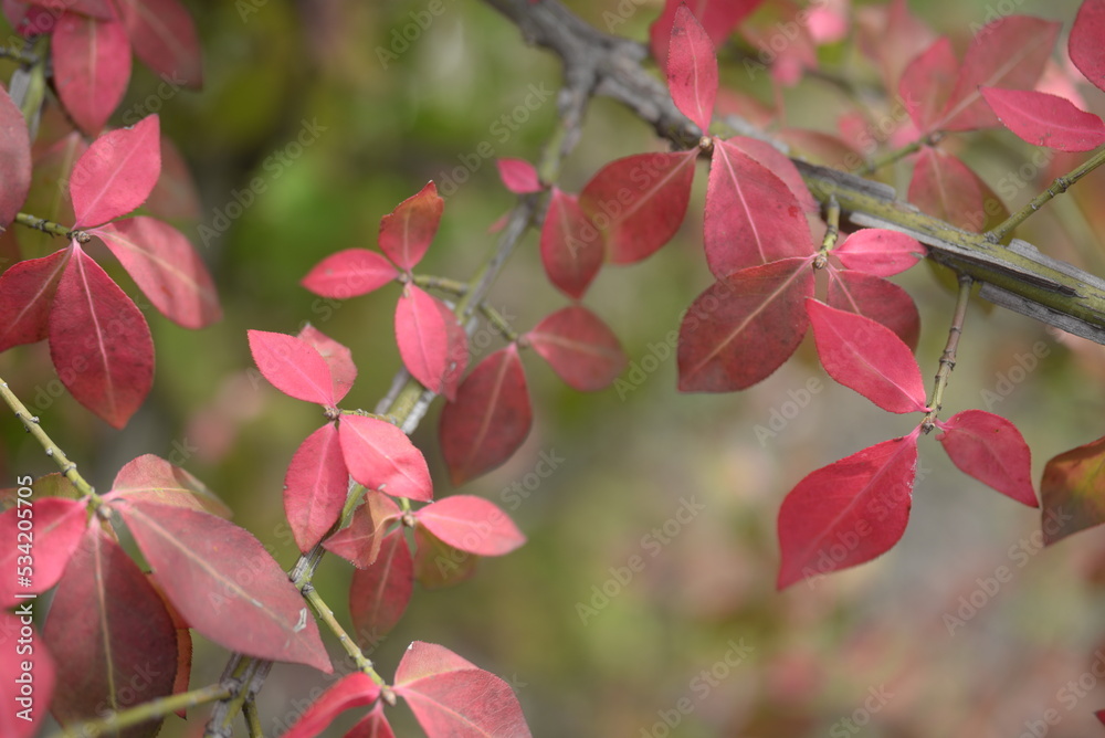 bright red autumn leaves of an ornamental shrub Euonymus alatus ...