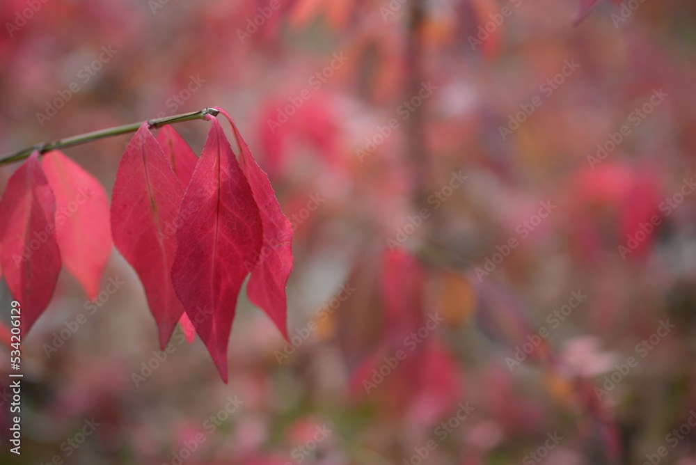 bright red autumn leaves of an ornamental shrub Euonymus alatus ...