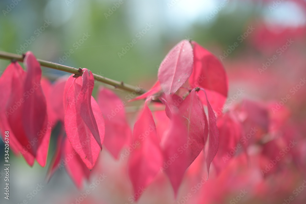 bright red autumn leaves of an ornamental shrub Euonymus alatus ...