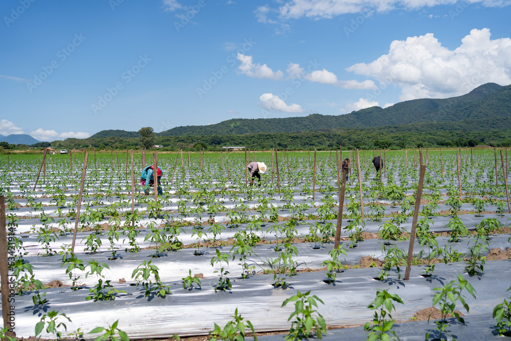 Muchos campesinos están sembrando plantas de chiles picantes en el ...