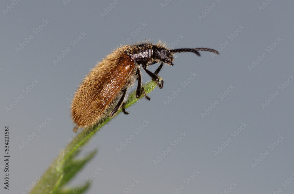 La lagrie hérissé, un petit coléoptère aux élytres couverts de poils ...