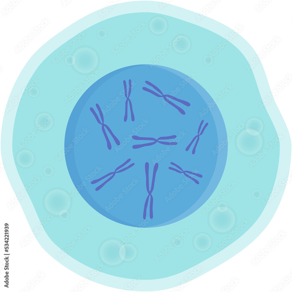 Vector human cell with nucleus and genetic chromosomes Stock Illustration | Adobe Stock