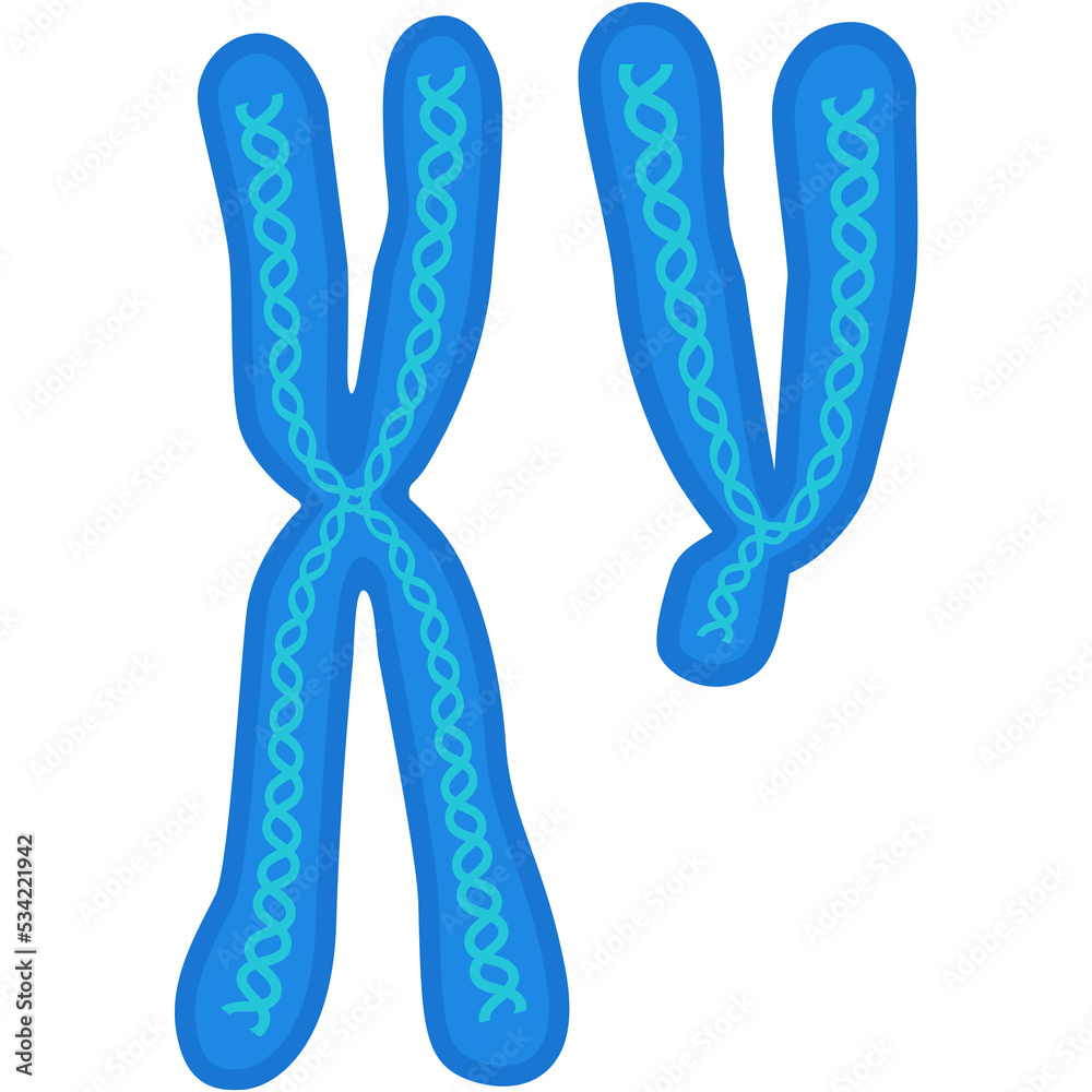 Chromosome vector biology x and y dna cell icon Stock Illustration ...